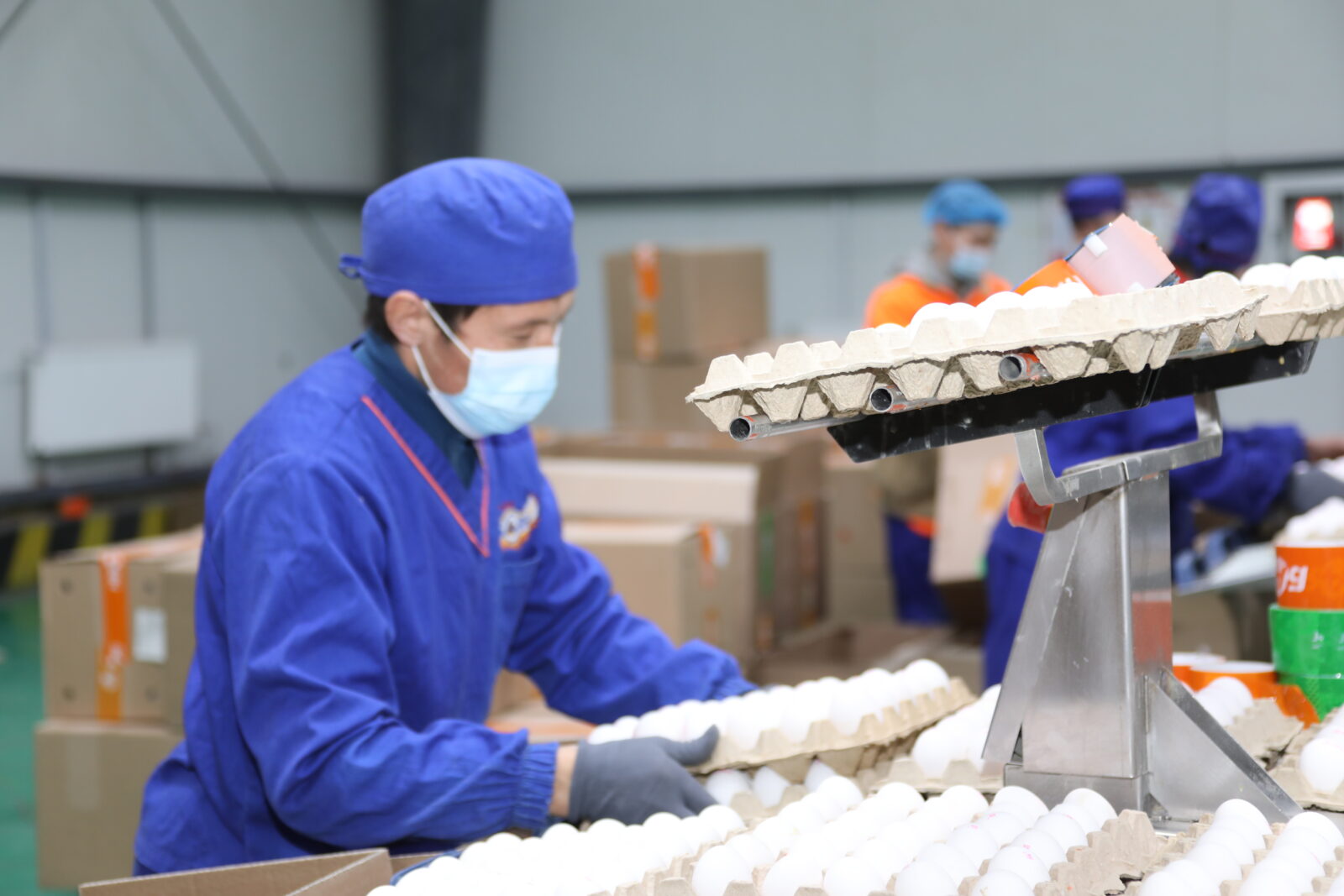 НВЦ компани энэ онд багтаж дотоодын өндөгний хэрэгцээг 100 хувь хангаж эхэлнэ Хүнсний хувьсгал