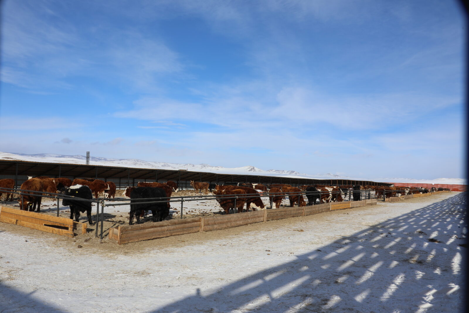 Эрүүл, найдвартай, амттай махыг санал болгож буй үндэсний үйлдвэрлэгч ...