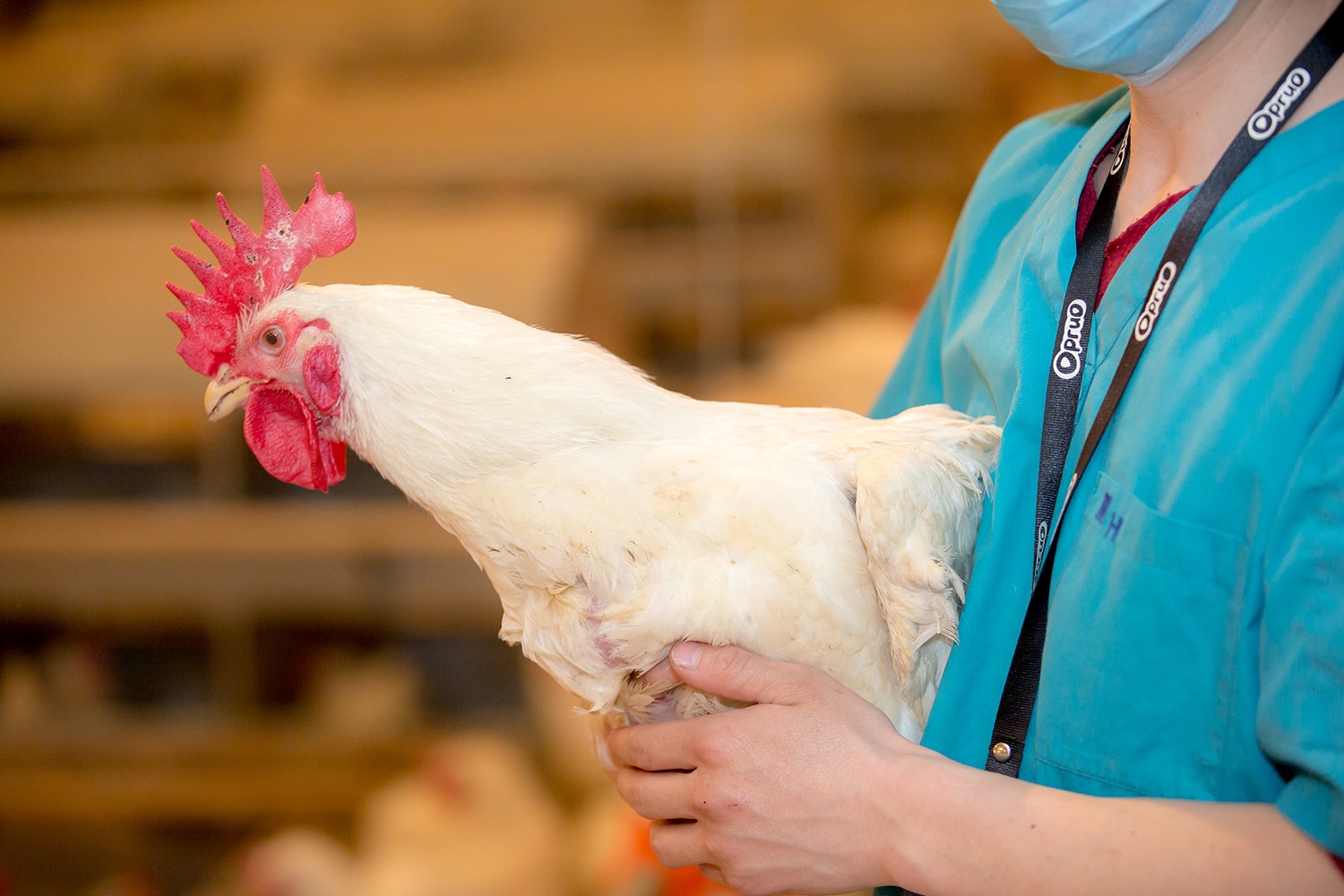 Монголчууд тахианы мах махан бүтээгдэхүүний 95 хувийг импортоор авч байна Хүнсний хувьсгал